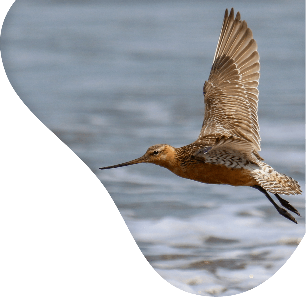 Waterbird Population Estimates
